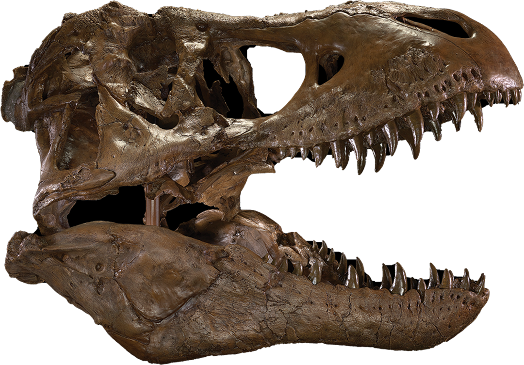 Prehistoric Zoo Walks Rockhampton Zoo