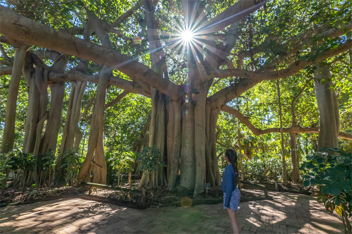 Rockhampton Botanic Gardens Rockhampton Zoo