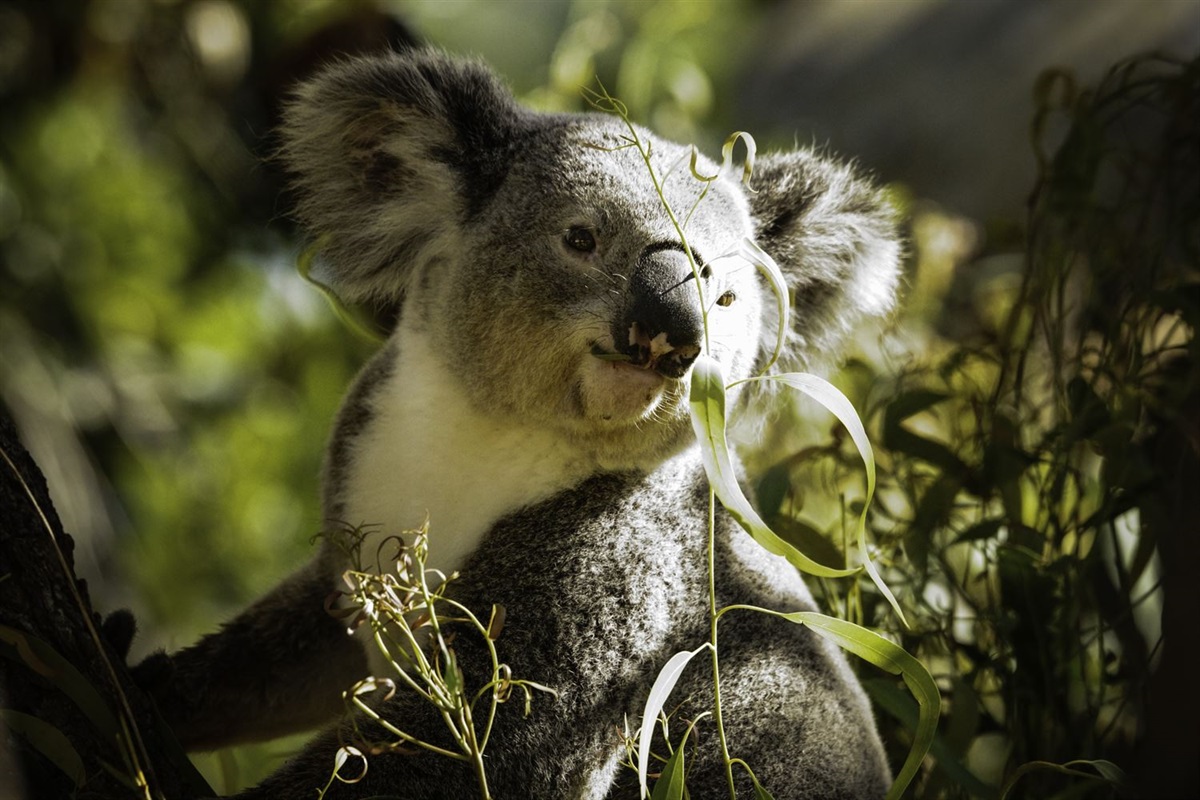 Do Koalas Have Tails