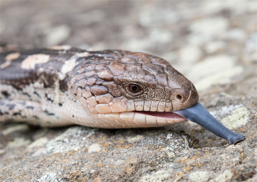 Blotched Blue Tongue Lizard Rockhampton Zoo