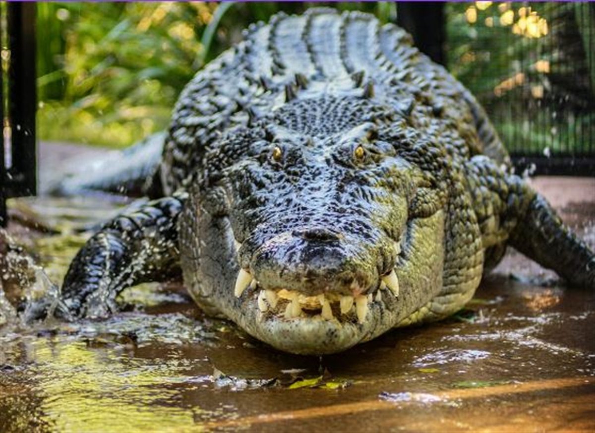 Saltwater Crocodiles Rockhampton Zoo