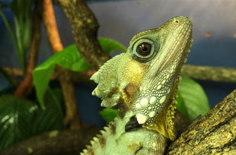 Our animals Rockhampton Zoo