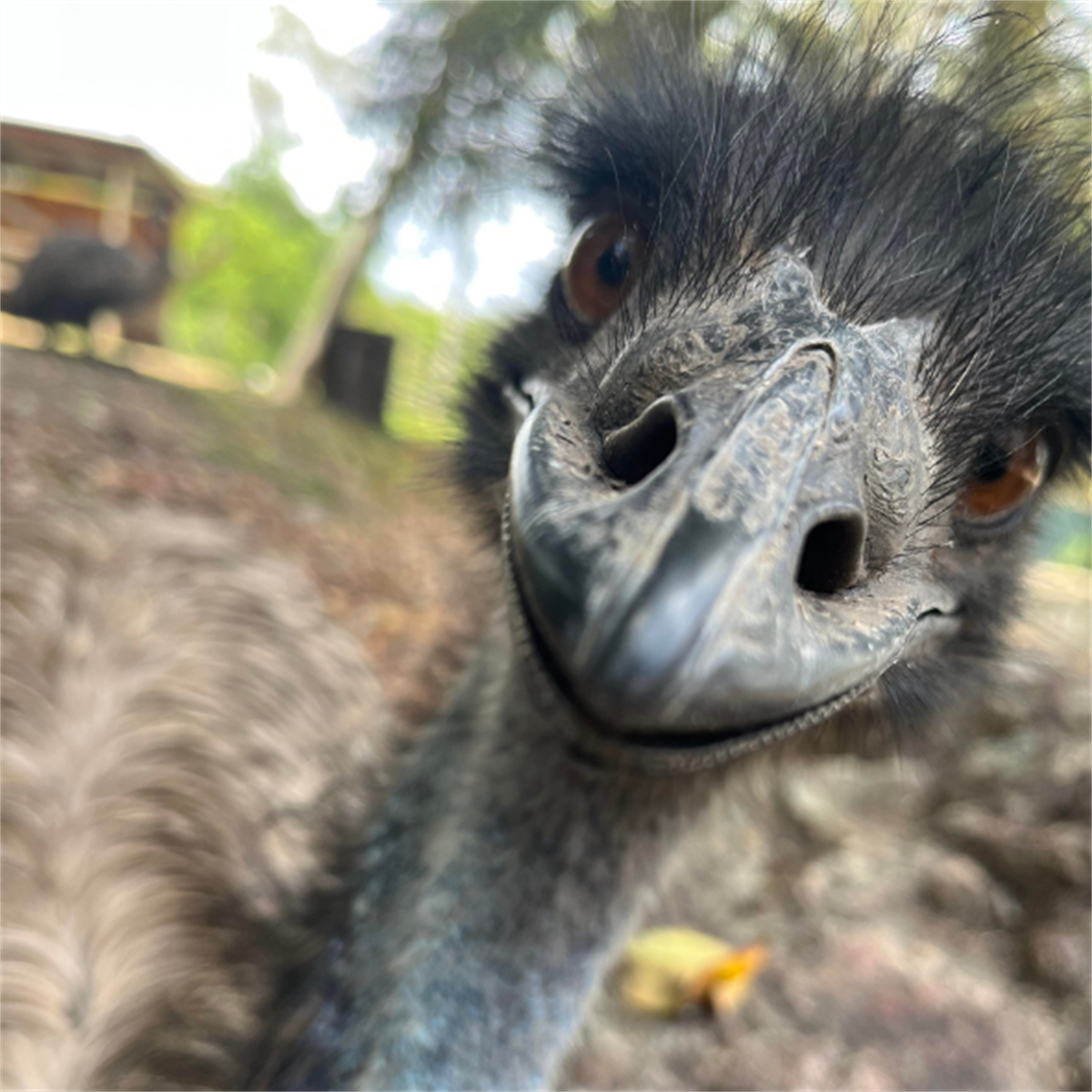 Community Partnerships Rockhampton Zoo