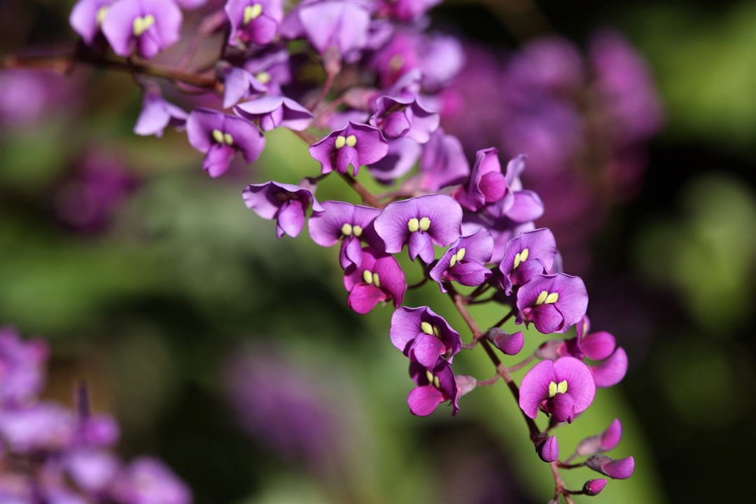 Plants That Attract Native Bees Rockhampton Zoo