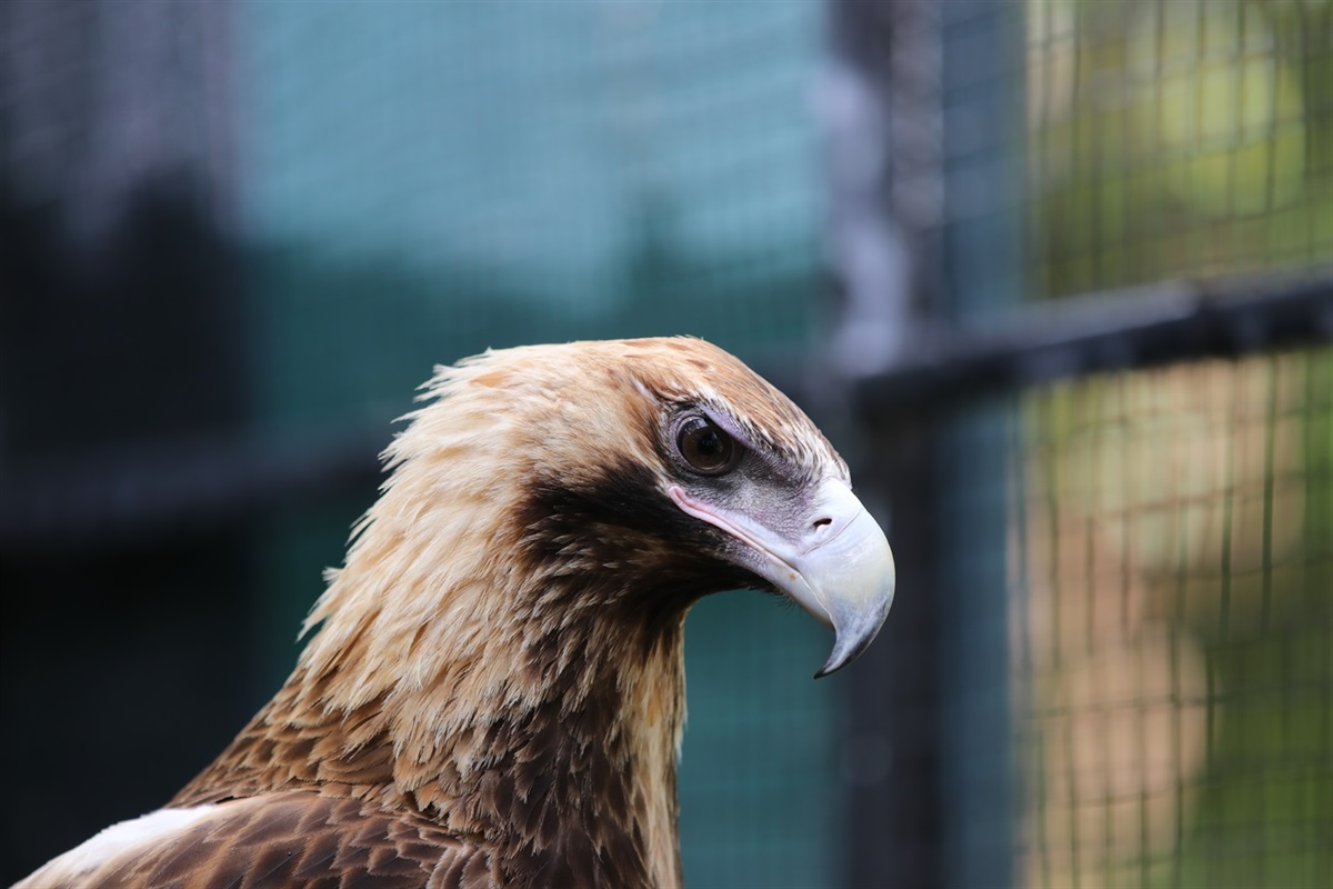 Birds Rockhampton Zoo