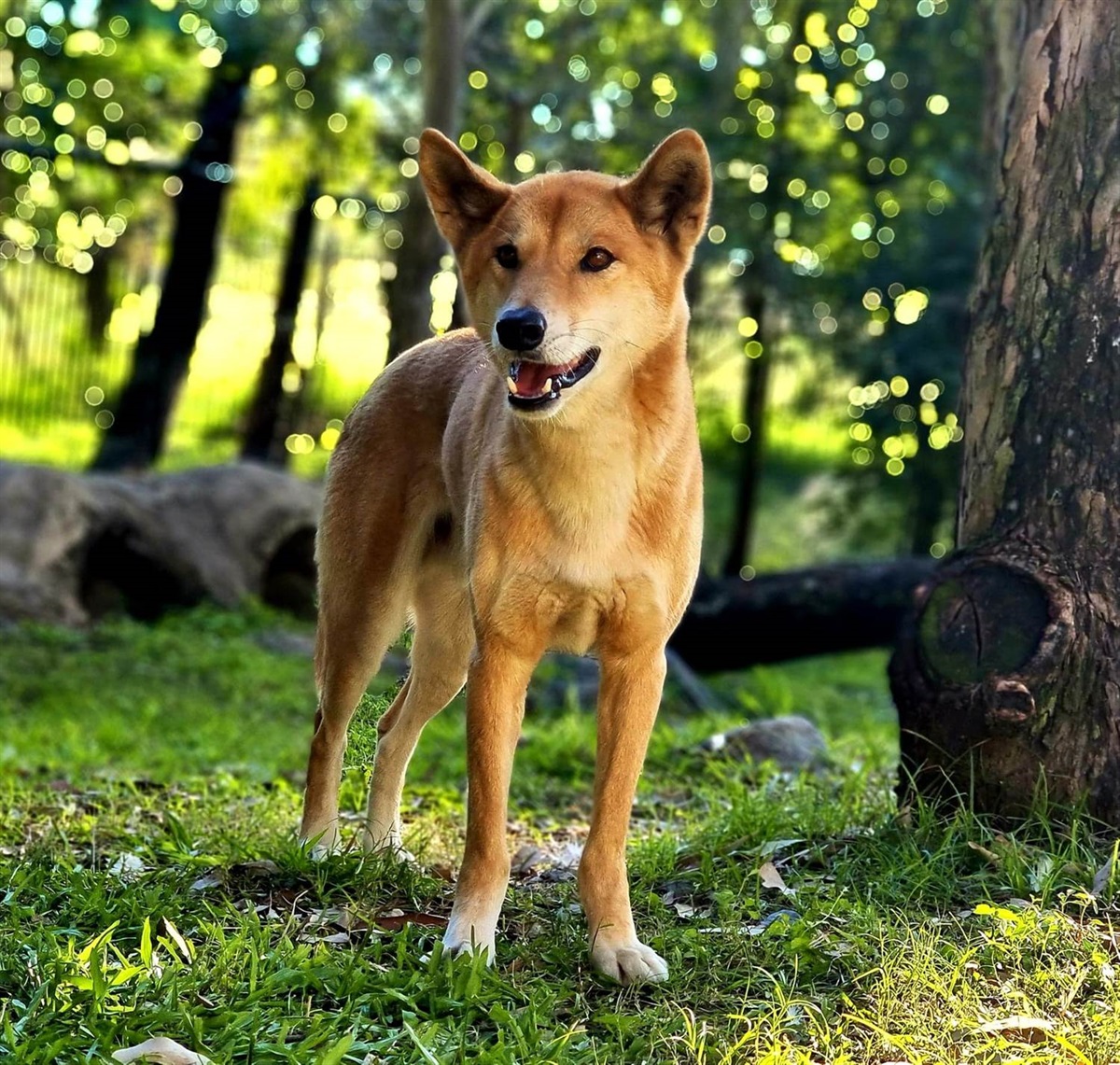 Dingo Dog